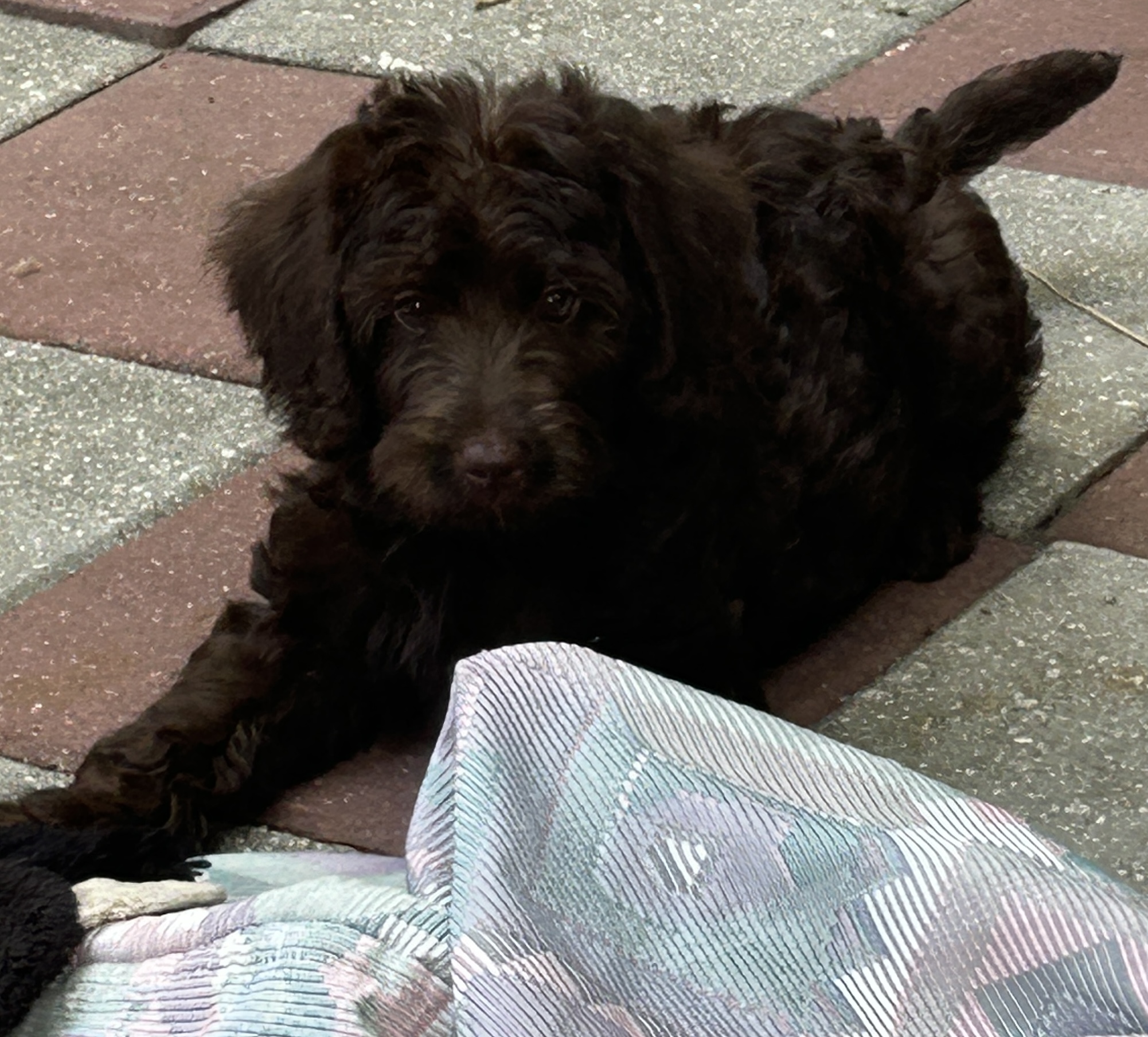 Diamonds White Collar Girl: Chocolate Moyen (Medium) Labradoodles ...