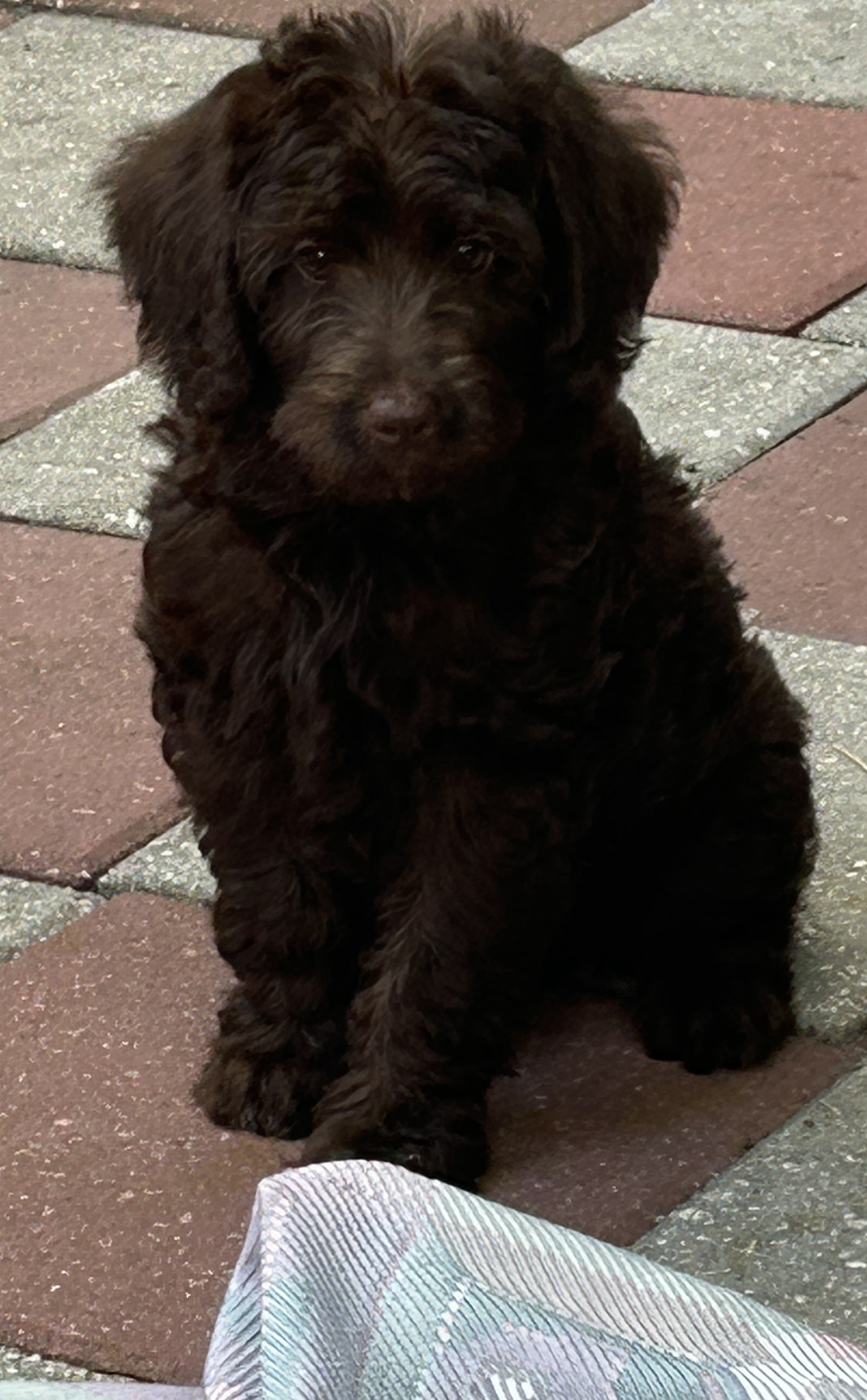 Diamonds White Collar Girl: Chocolate Moyen (Medium) Labradoodles ...