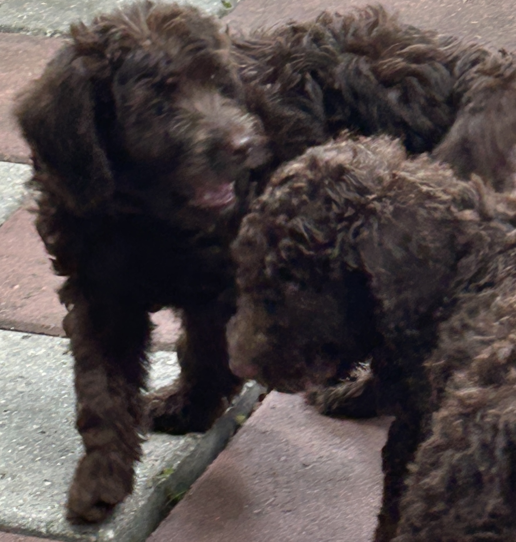 Diamonds White Collar Girl: Chocolate Moyen (Medium) Labradoodles ...