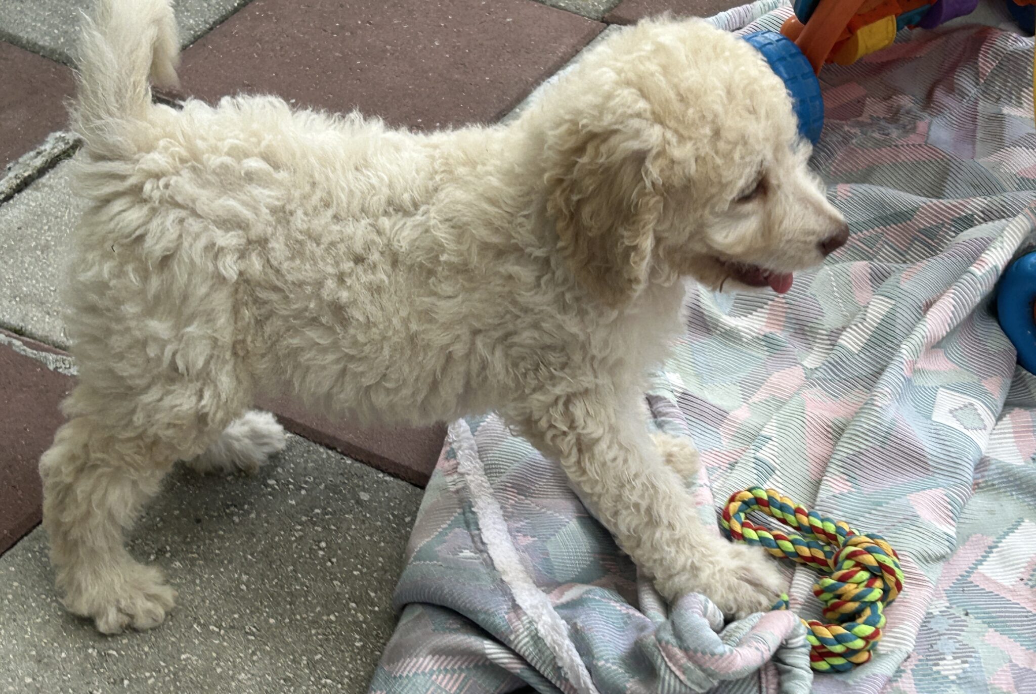 Diamonds Pink Collar Girl: Cream/White Moyen (Medium) Labradoodles ...