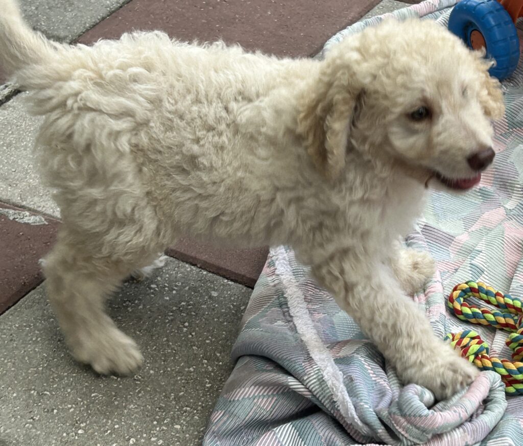 Diamonds Pink Collar Girl: Cream/White Moyen (Medium) Labradoodles ...