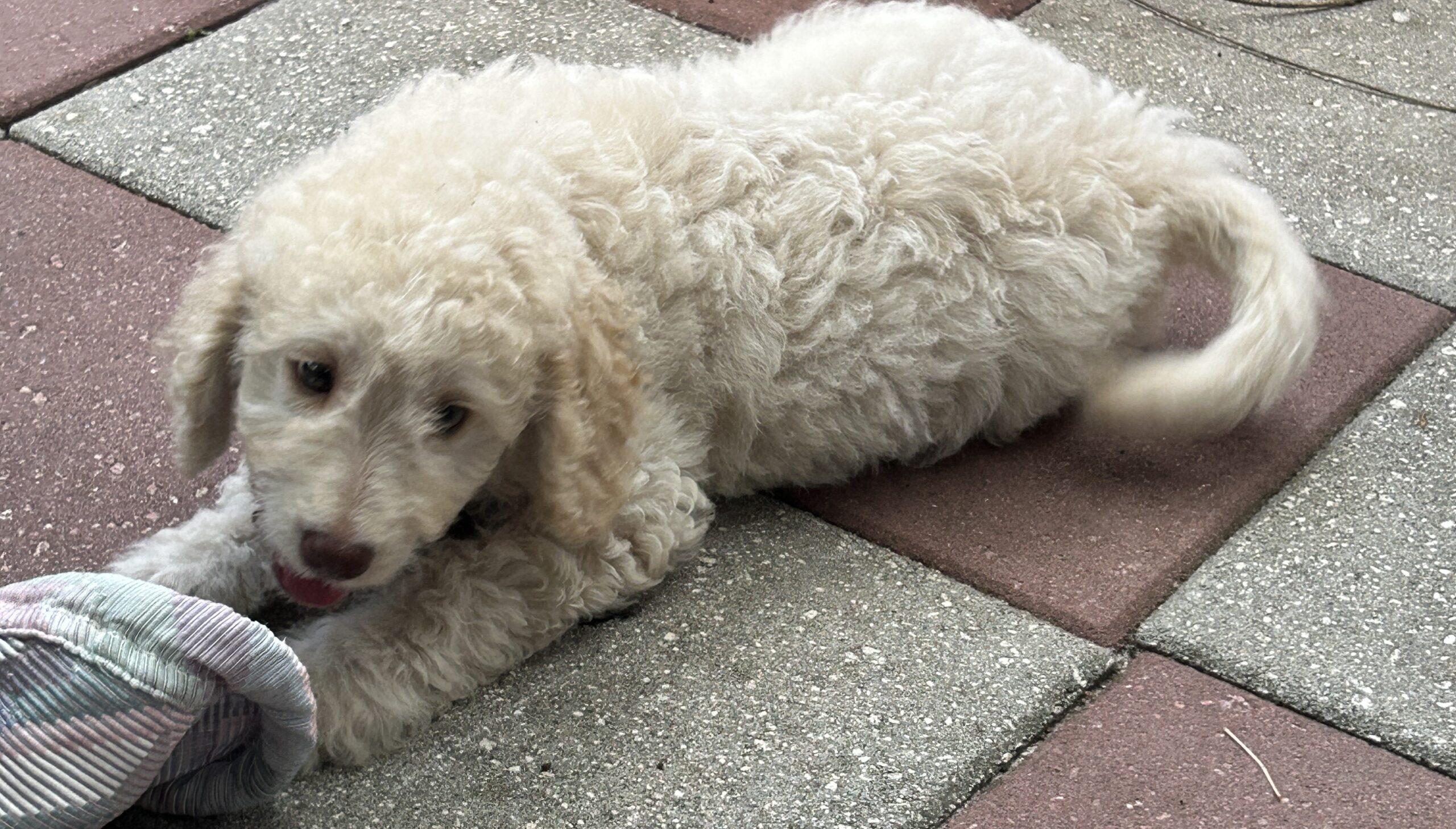 Diamonds Pink Collar Girl: Cream/White Moyen (Medium) Labradoodles ...