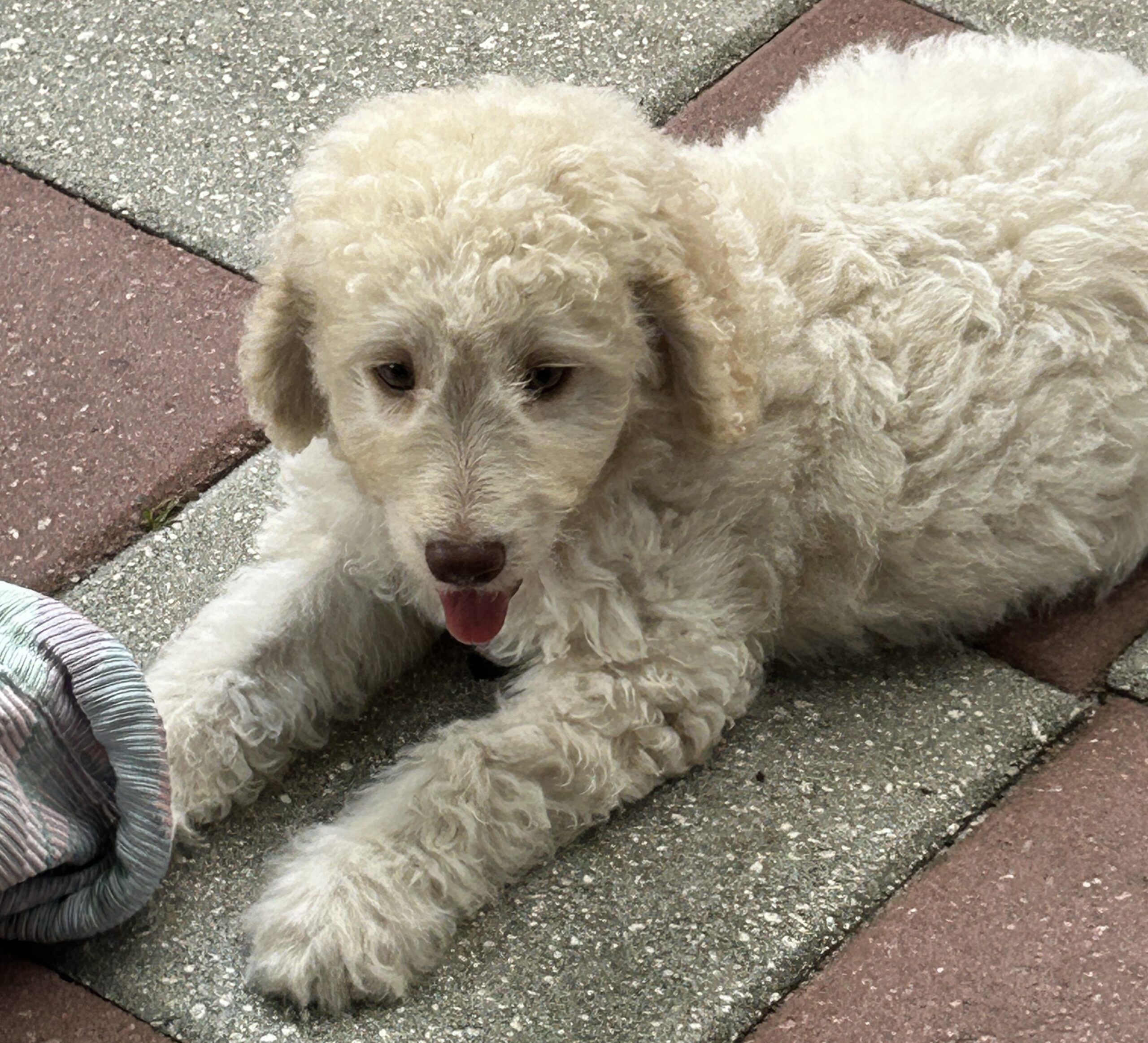 Diamonds Pink Collar Girl: Cream/White Moyen (Medium) Labradoodles ...