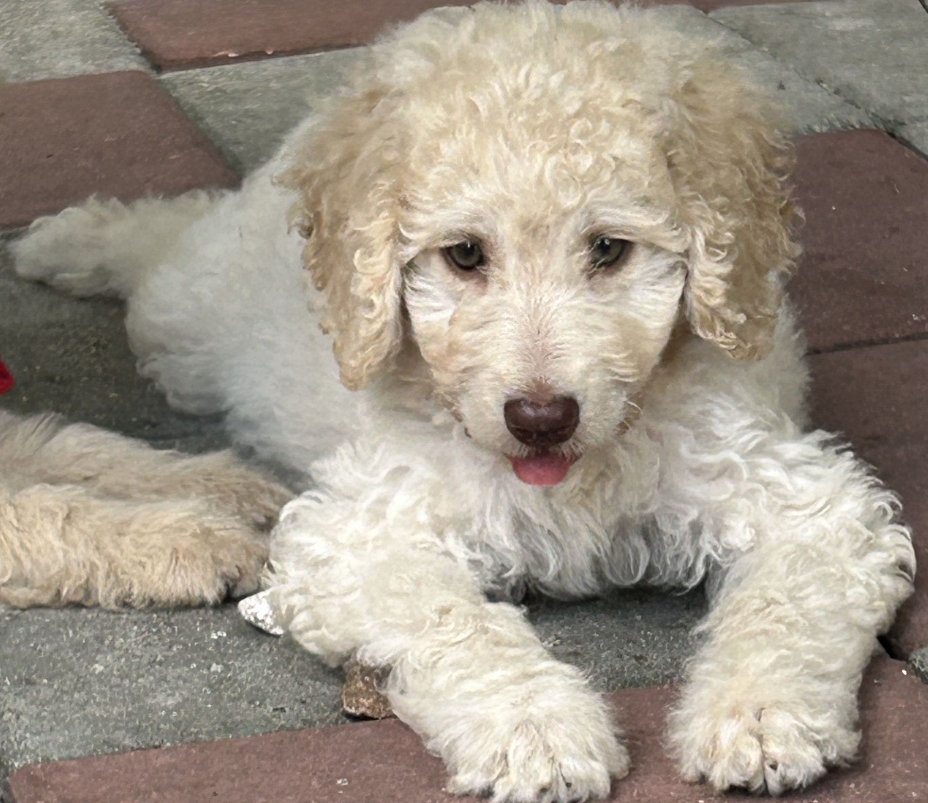 Diamonds Pink Collar Girl: Cream/White Moyen (Medium) Labradoodles ...