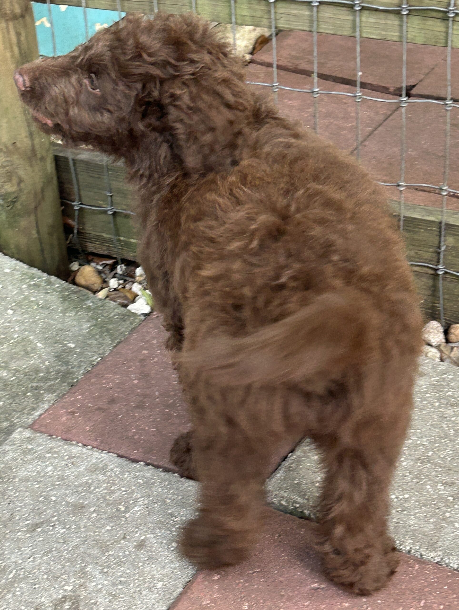 Ruby Green Collar Girl: Multi Generation Chocolate Goldendoodle ...