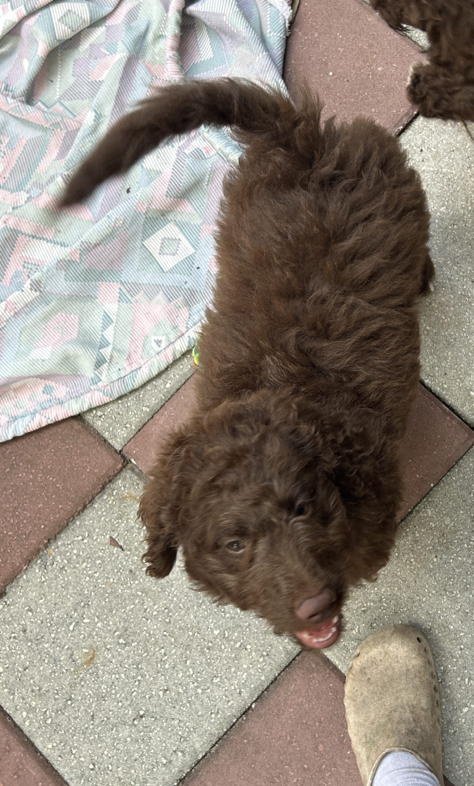 Ruby Green Collar Girl: Multi Generation Chocolate Goldendoodle ...