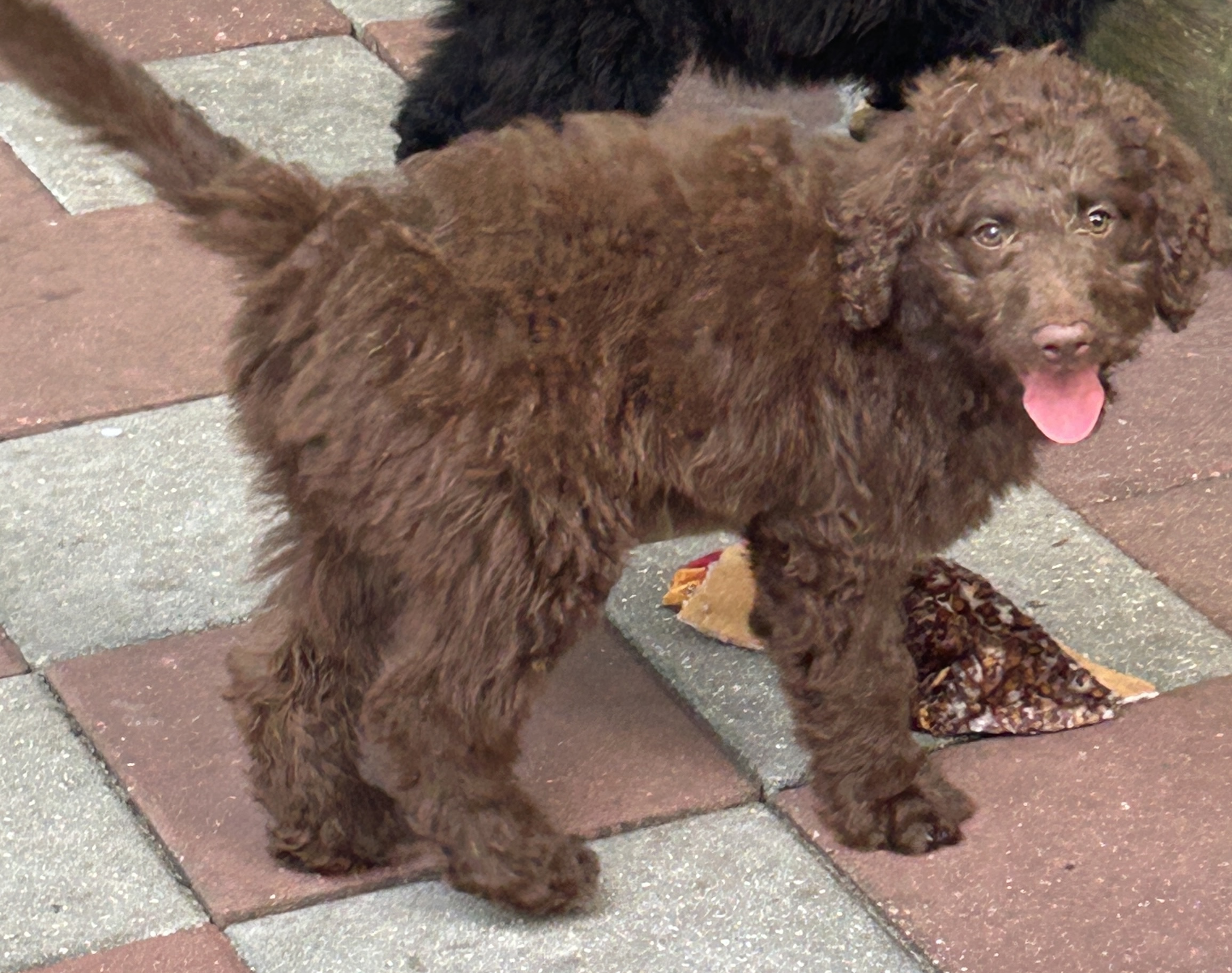 Ruby Green Collar Girl: Multi Generation Chocolate Goldendoodle ...
