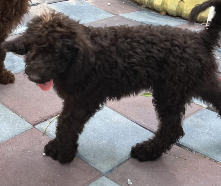 Adopted: Paisley: Aussies Blue Collar Girl: Standard Multi Generation ...