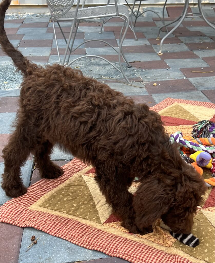 Aussie: Pink Collar Girl: Standard Multi Generation Chocolate ...