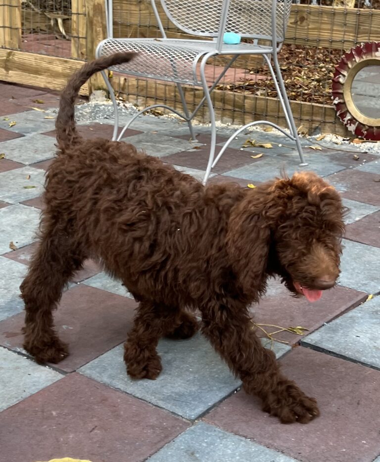 Aussie: Pink Collar Girl: Standard Multi Generation Chocolate ...