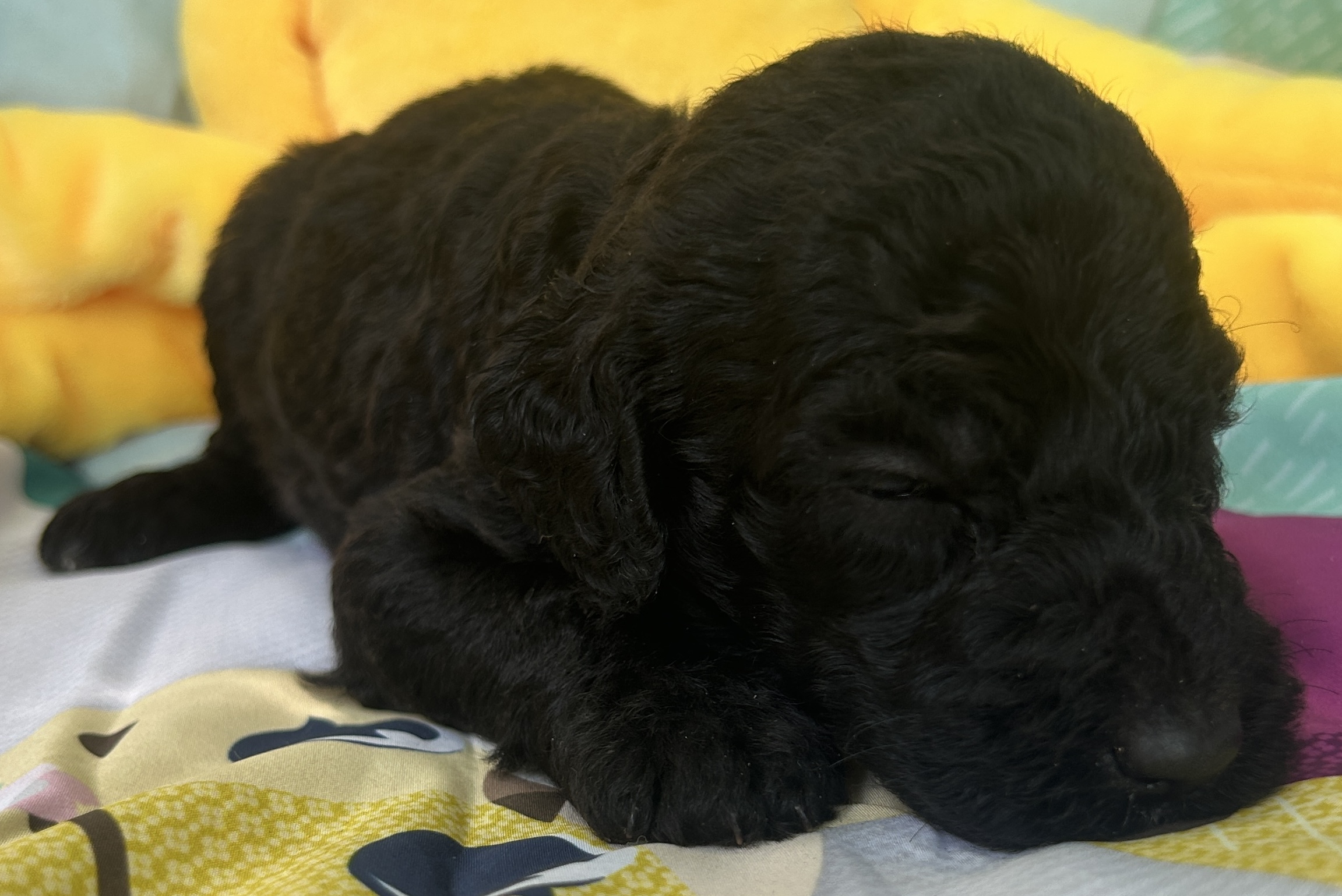 Labradoodle Country – Labradoodle Puppies