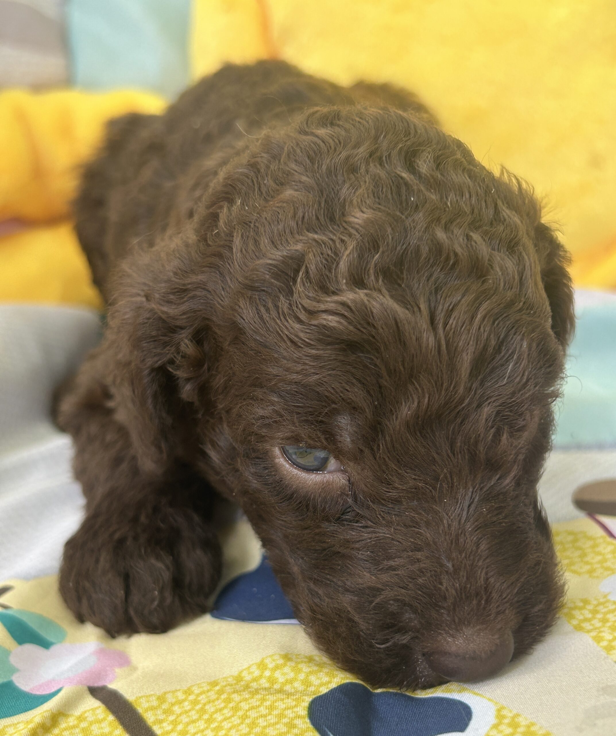 Labradoodle Country – Labradoodle Puppies