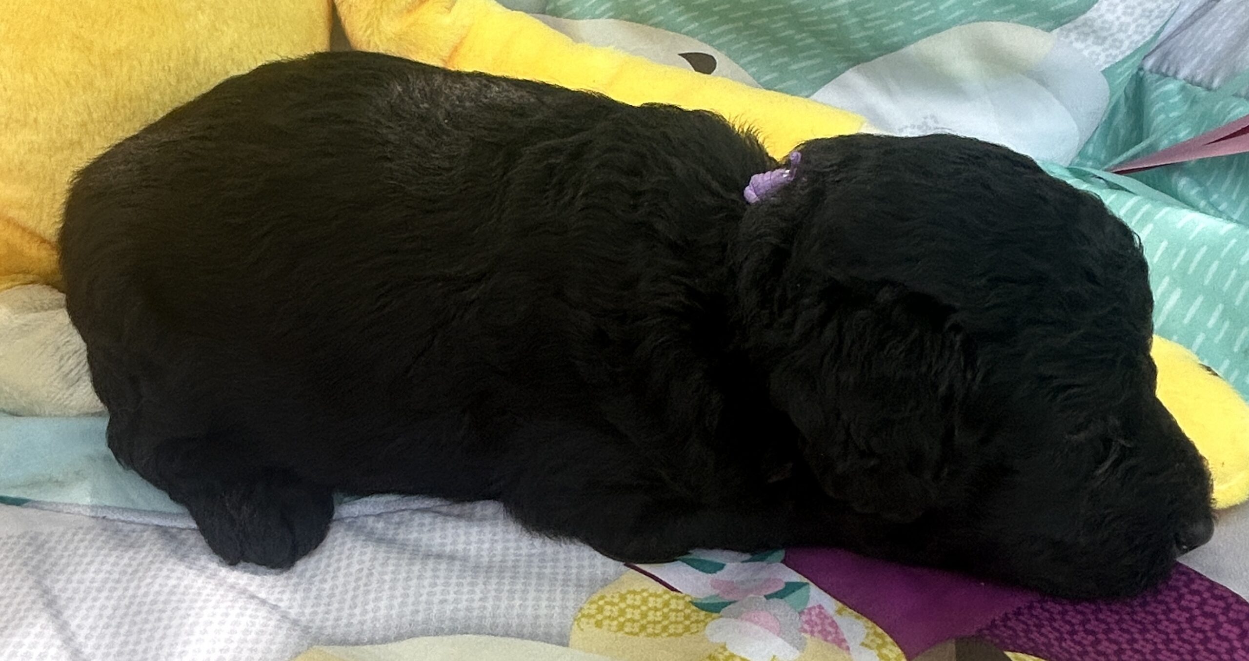 Aussie: Purple/White Collar Girl: Standard Multi Generation Black ...