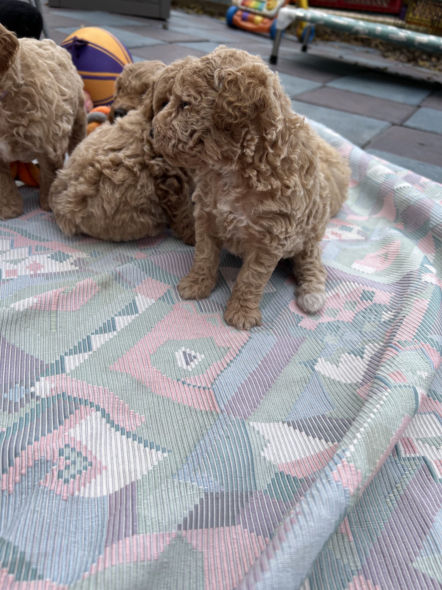 Adopted: Willow: Mini 2 Tone Creamy Goldendoodle: Green Collar Boy ...