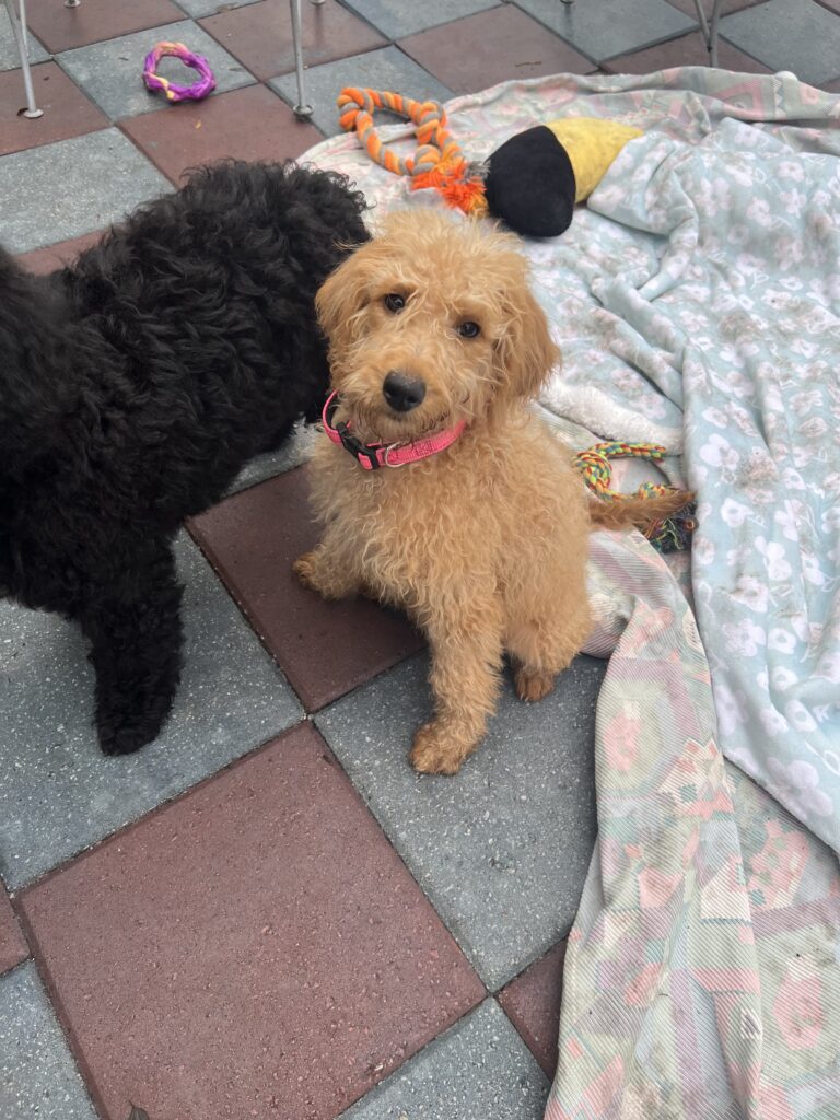 Sassy Pink Collar Girl: Medium Apricot Goldendoodle – Labradoodle Country