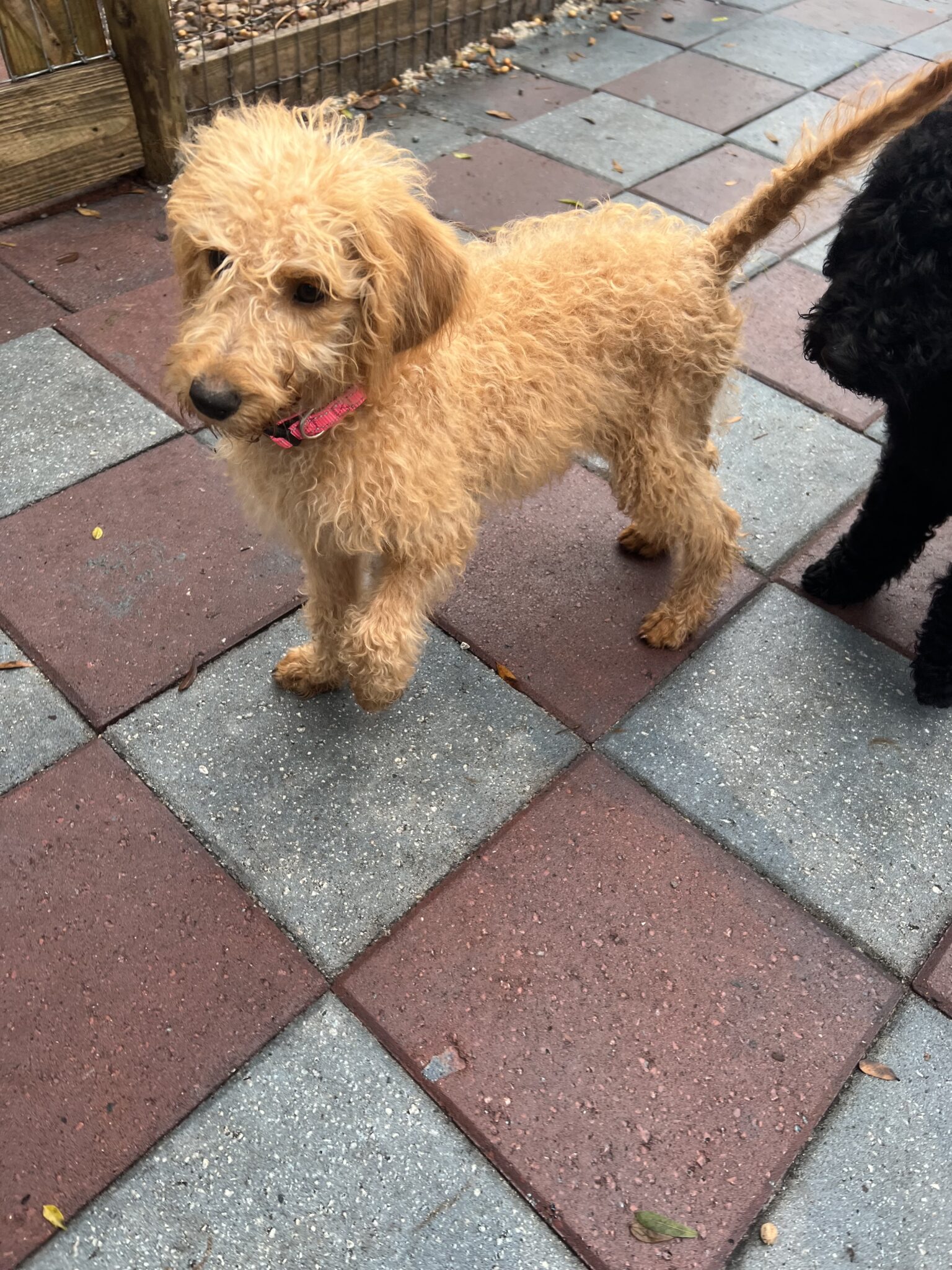 Sassy Pink Collar Girl: Medium Apricot Goldendoodle – Labradoodle Country