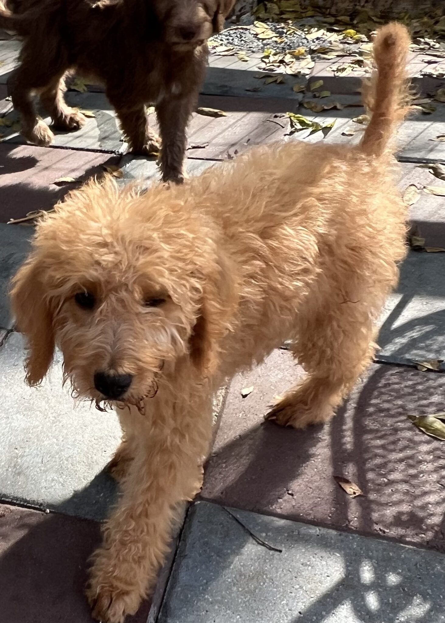 Sassy Pink Collar Girl: Medium Apricot Goldendoodle – Labradoodle Country