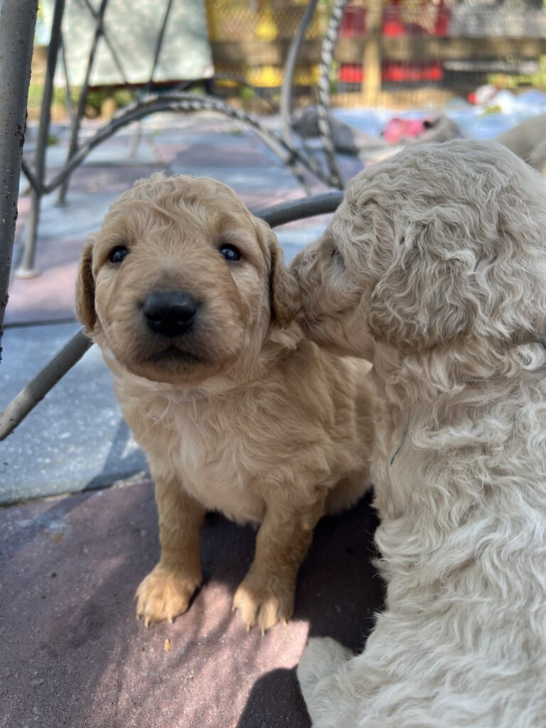 Adopted: Tinker: Multi Generation MEDIUM Goldendoodle: White collar ...