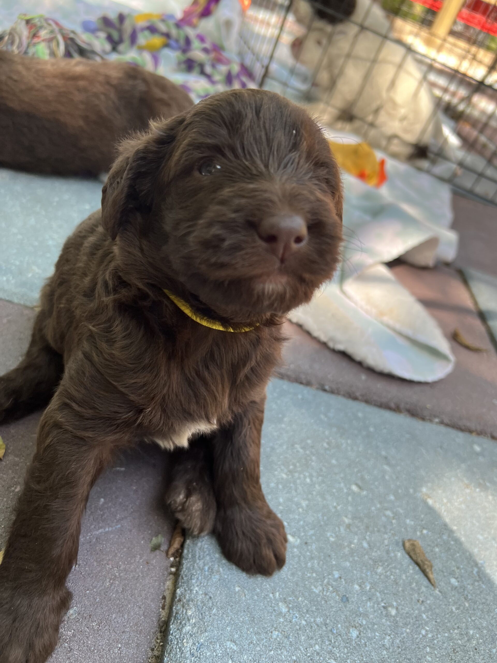 Adopted: Pebbles Yellow collar Girl: Chocolate Multi Generation ...