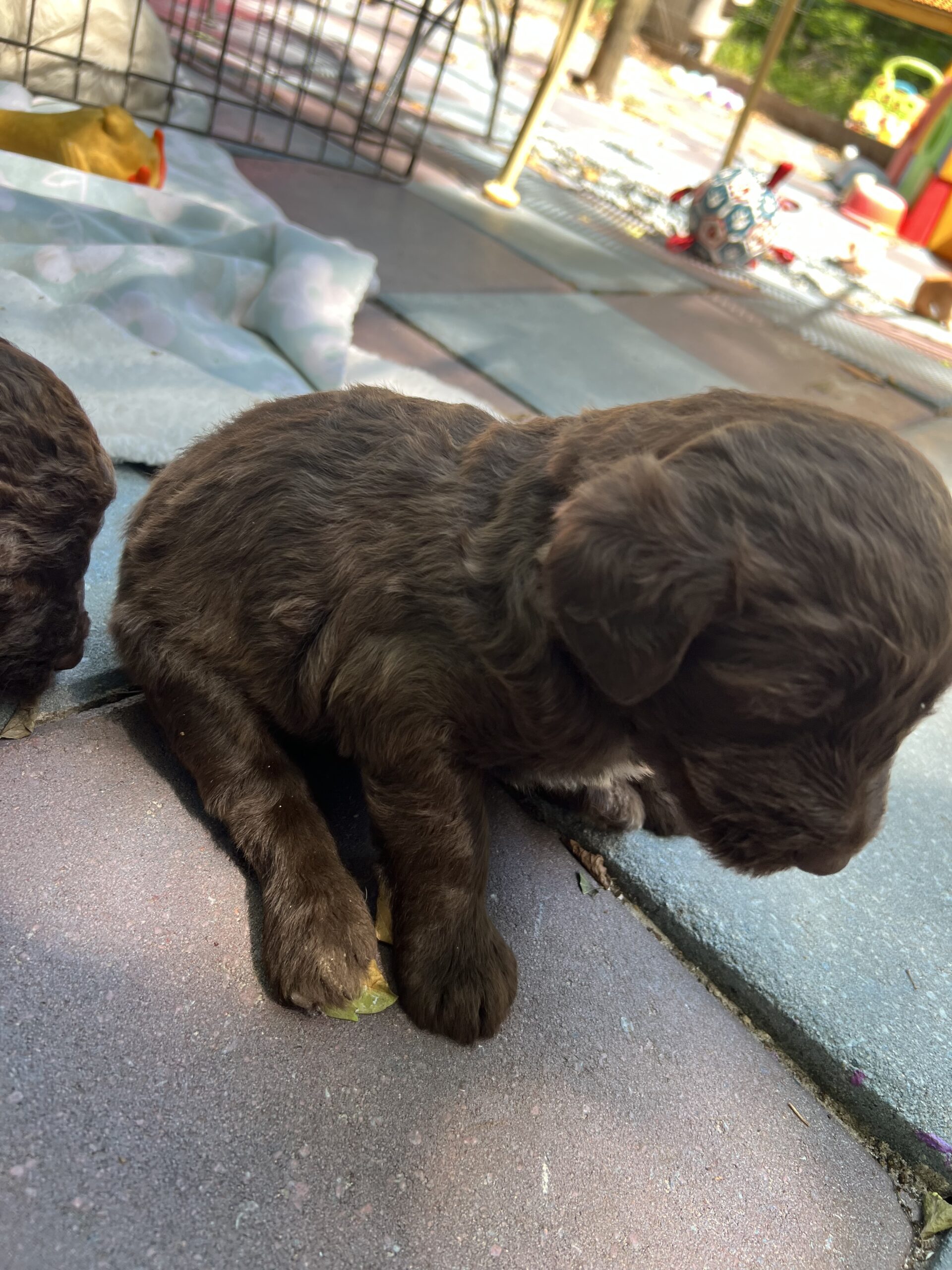 Adopted: Pebbles Yellow collar Girl: Chocolate Multi Generation ...