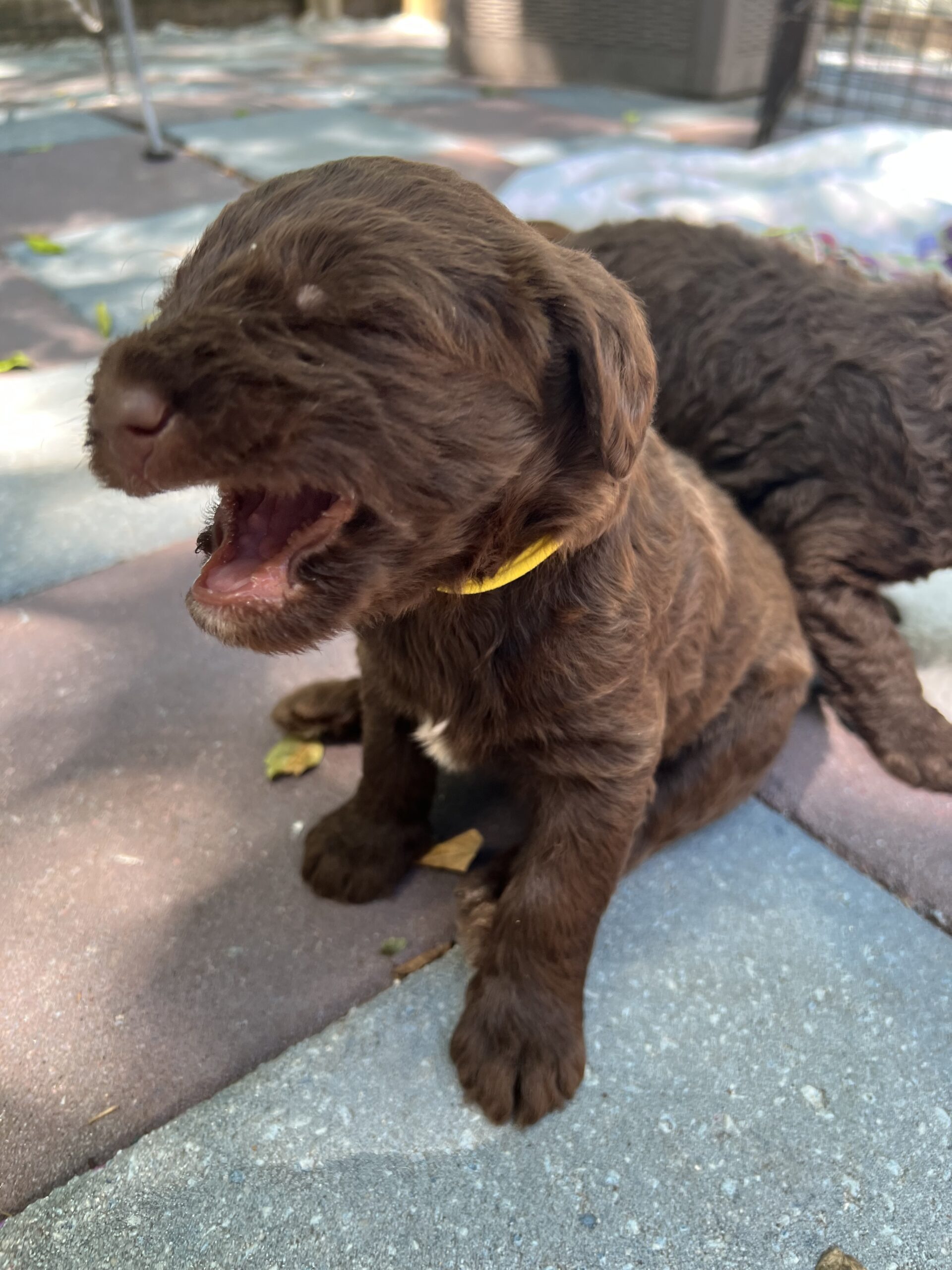Adopted: Pebbles Yellow collar Girl: Chocolate Multi Generation ...