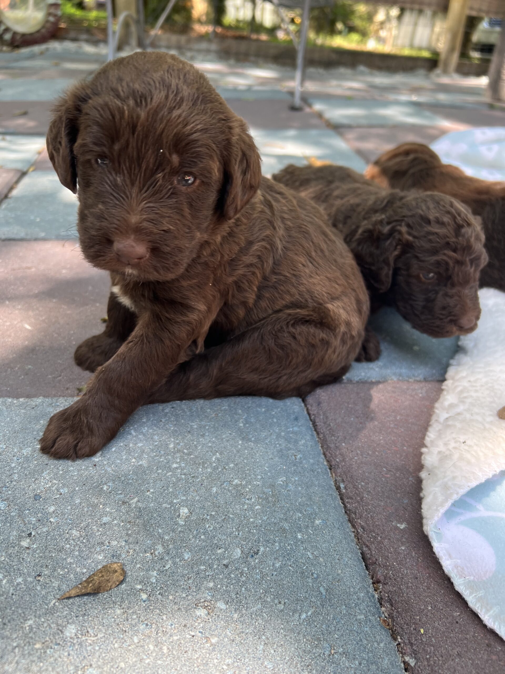 Adopted: Pebbles Yellow collar Girl: Chocolate Multi Generation ...