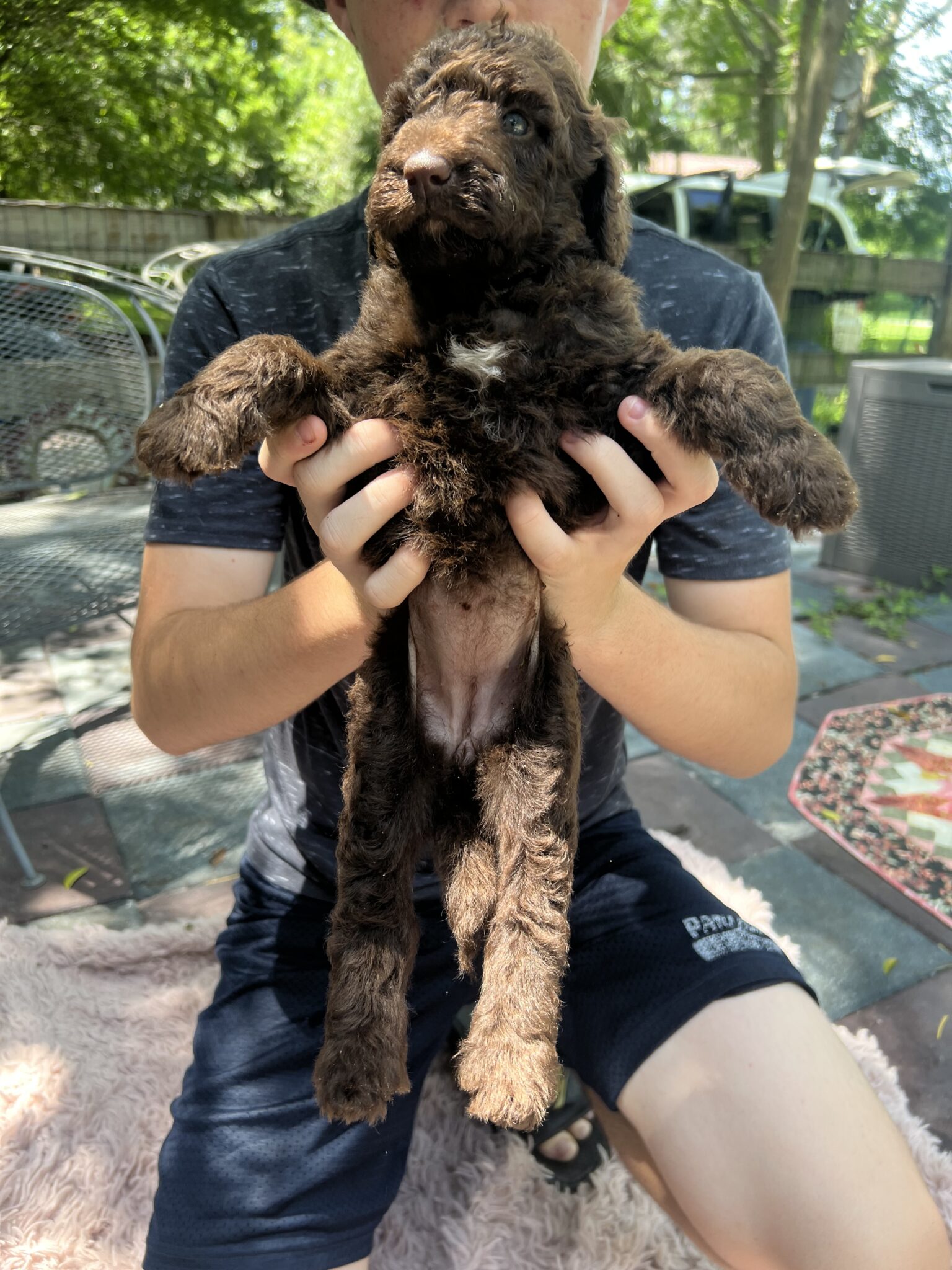 Adopted: Aussie Pink collar Girl: Multi Generation Standard Chocolate ...