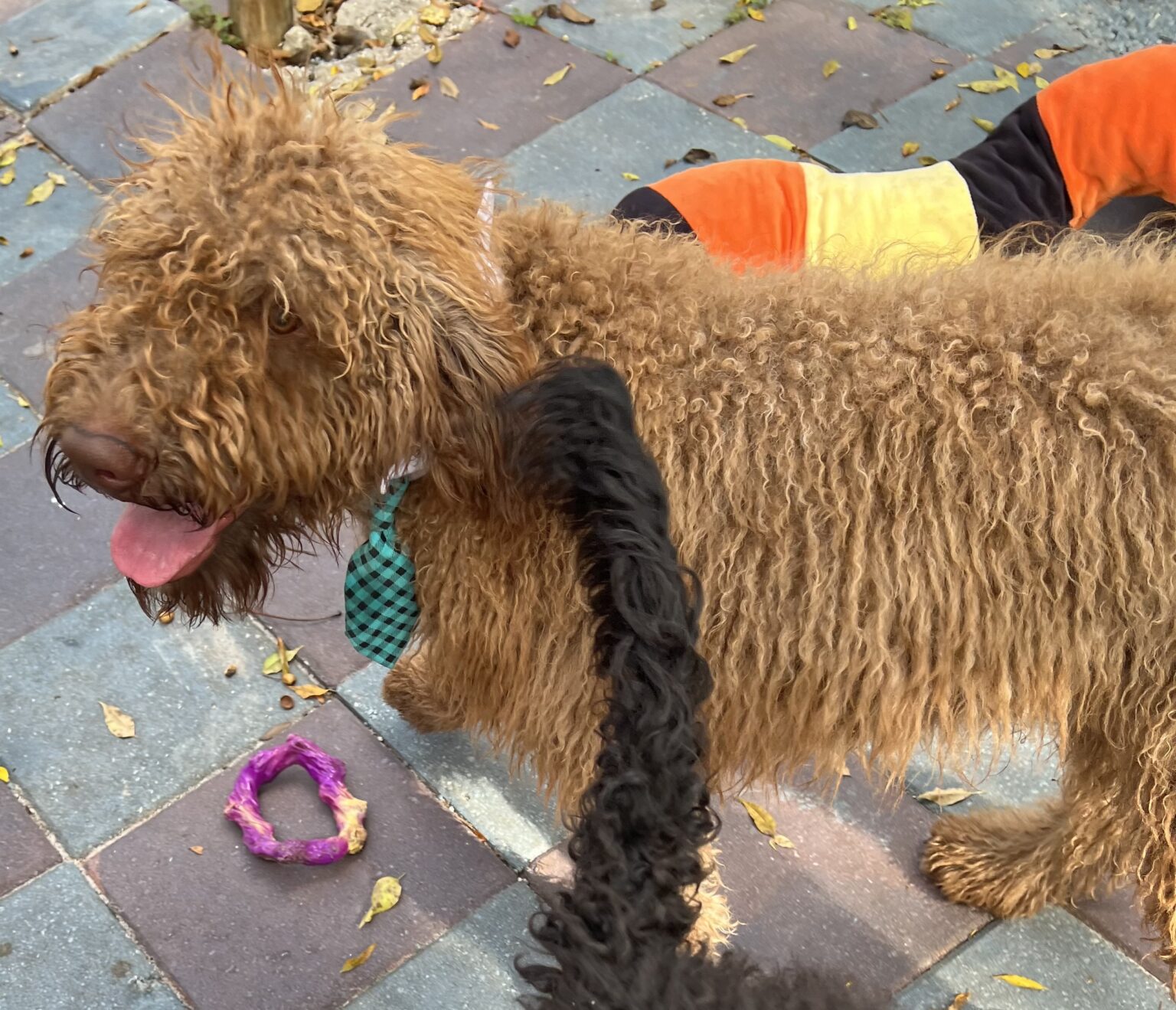 Adopted: Big Kid: Aussie Green collar Boy: Multi Generation Standard ...