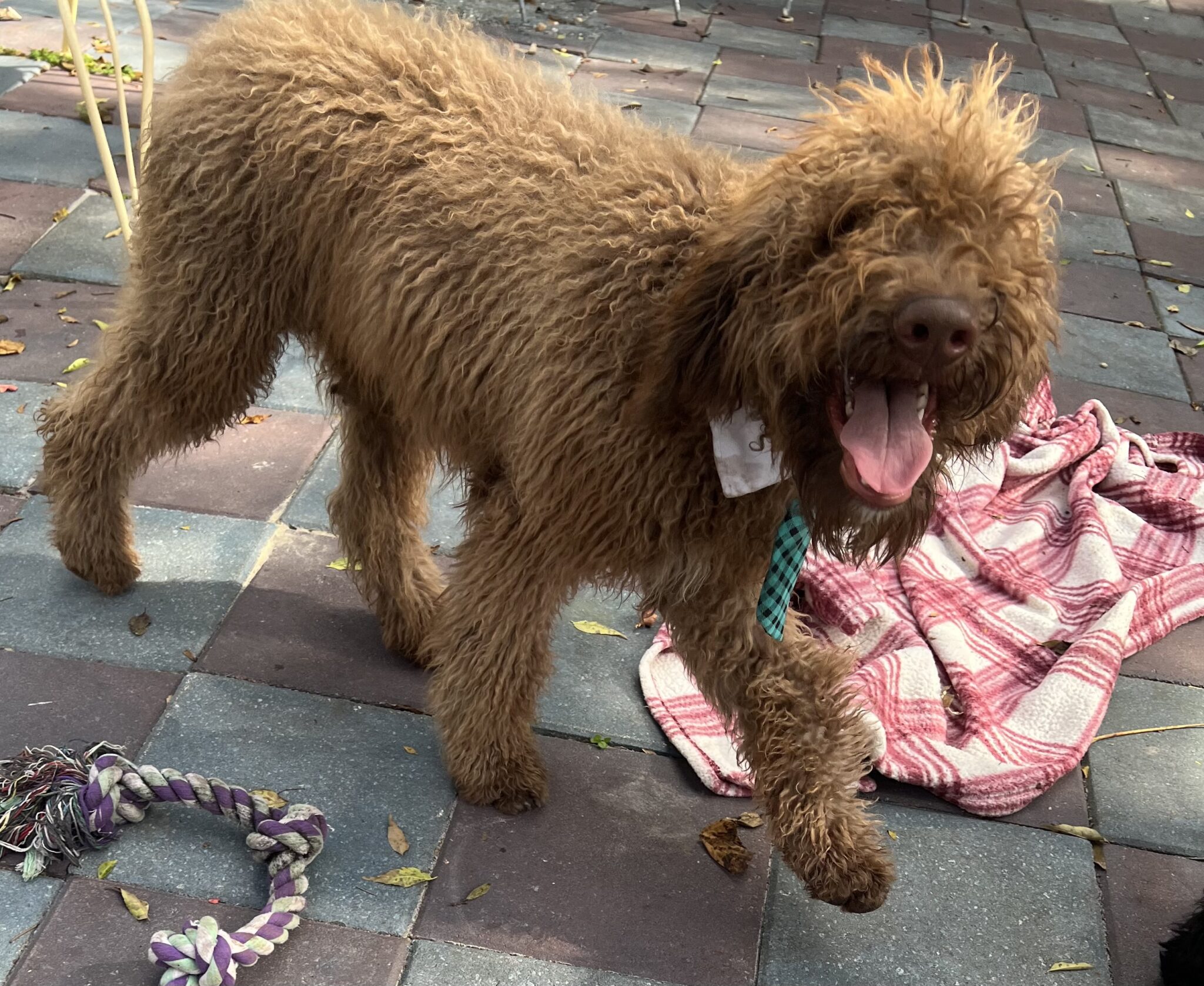 Adopted: Big Kid: Aussie Green collar Boy: Multi Generation Standard ...
