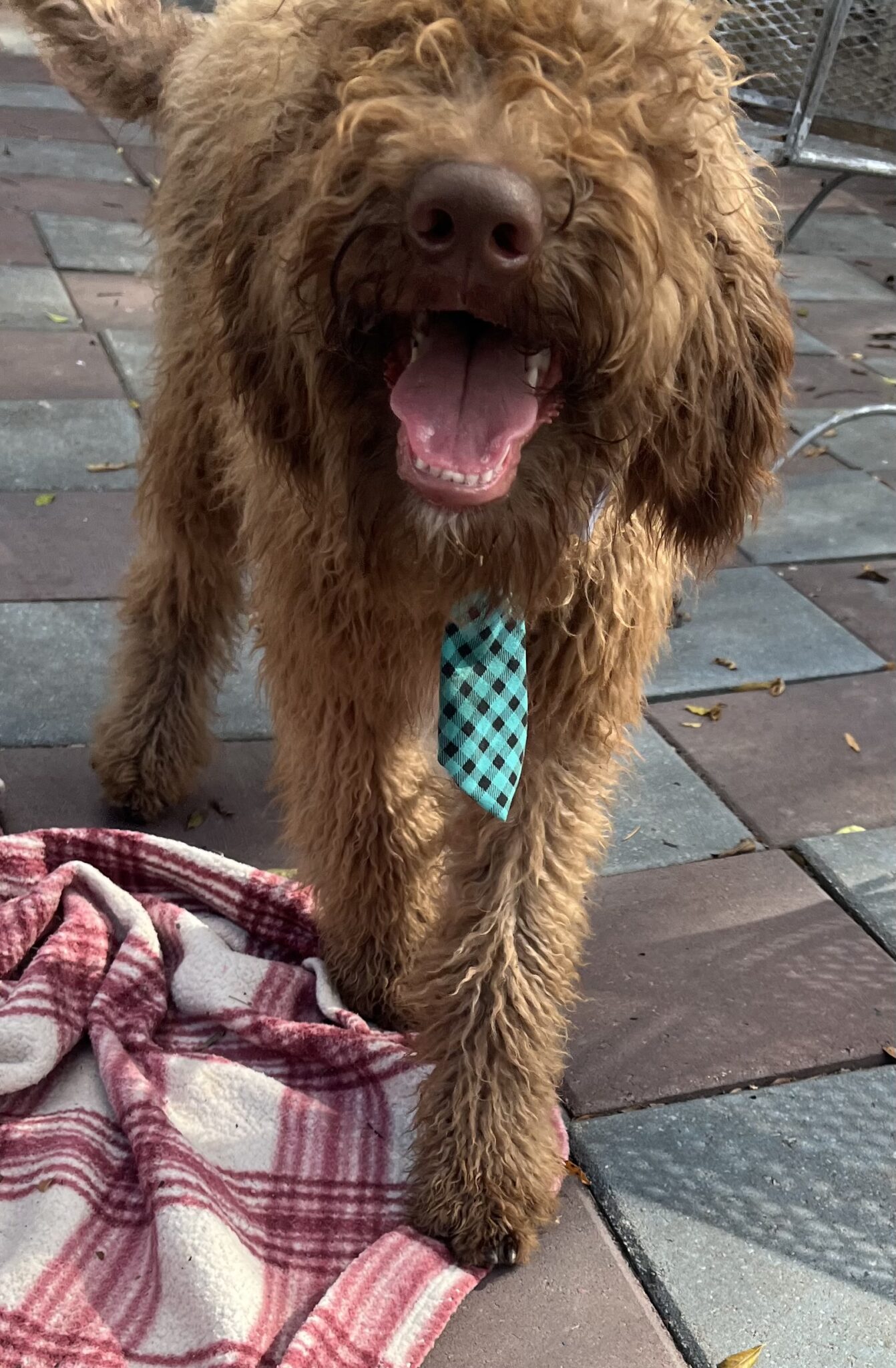 Adopted: Big Kid: Aussie Green collar Boy: Multi Generation Standard ...