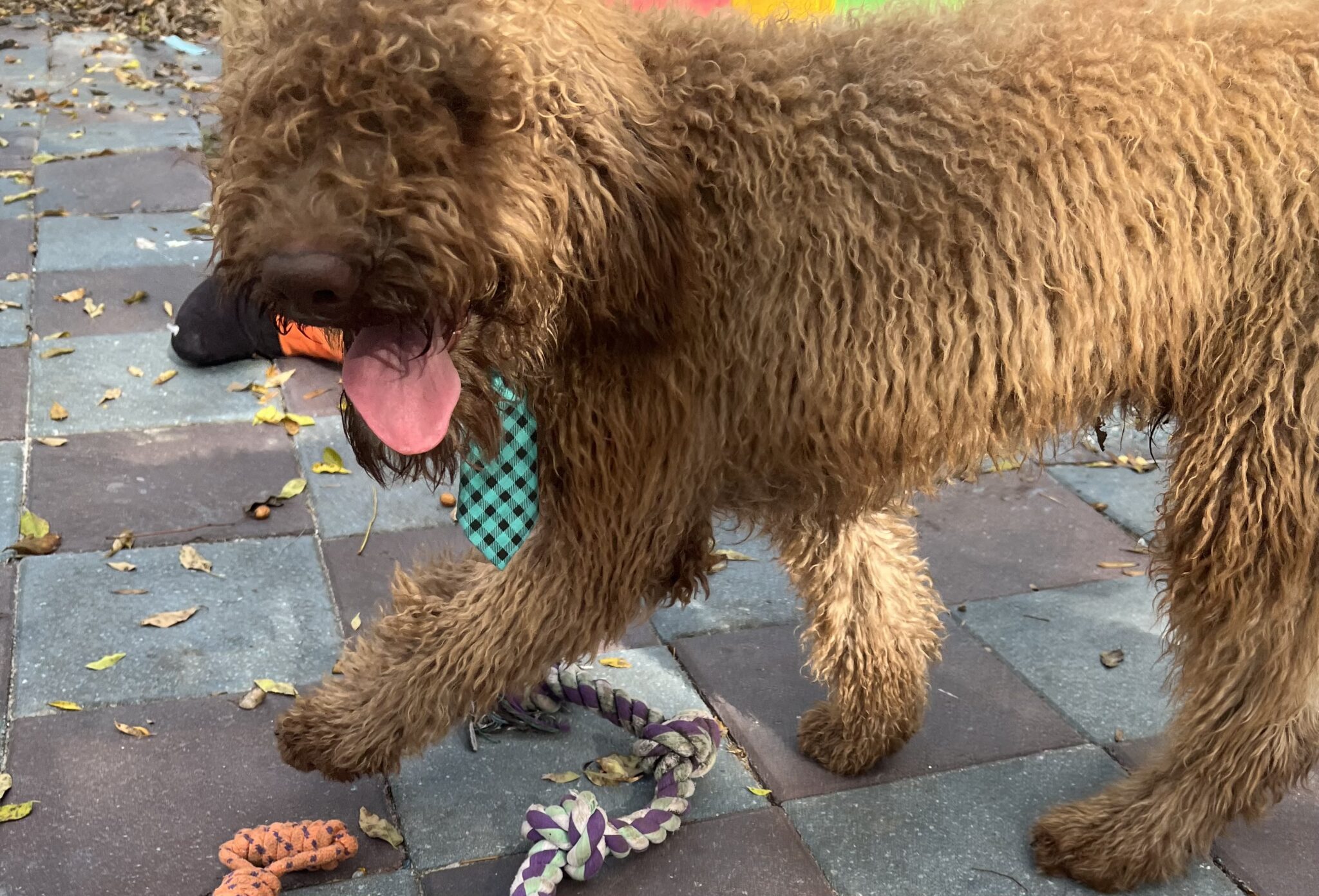 Adopted: Big Kid: Aussie Green collar Boy: Multi Generation Standard ...