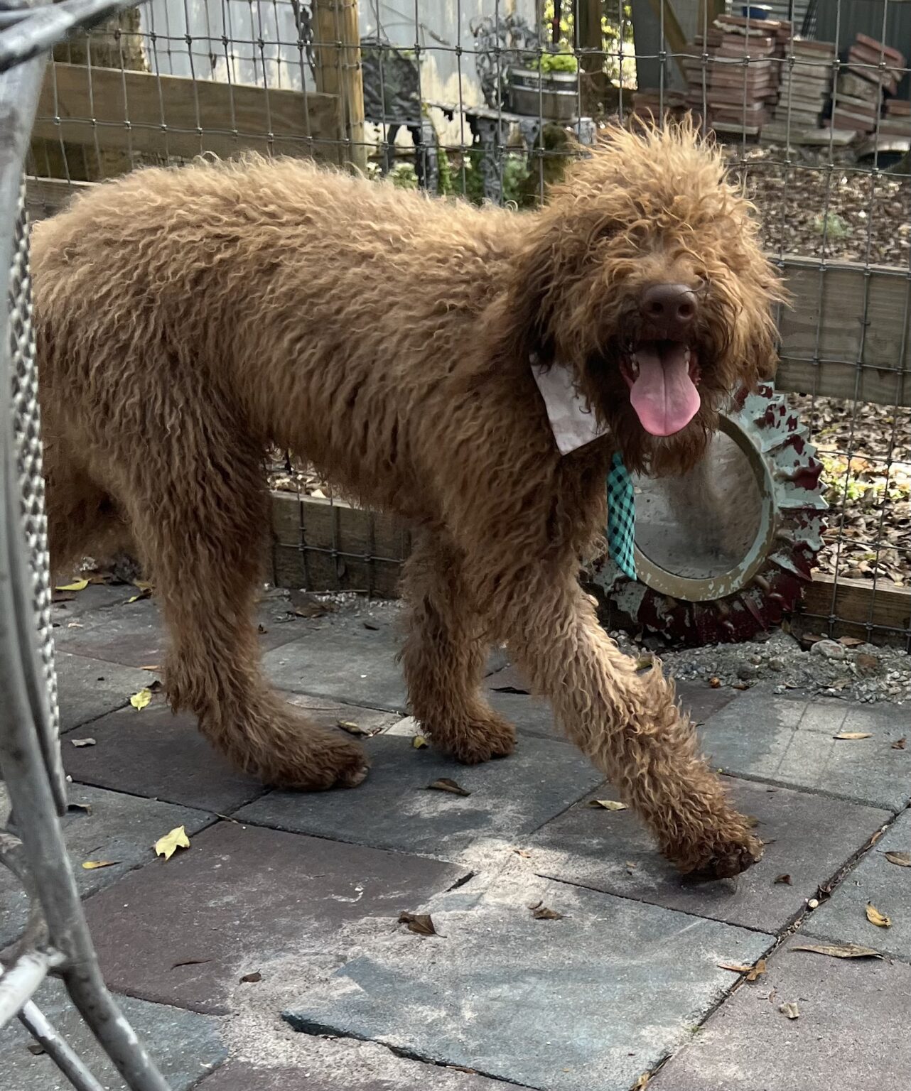 Adopted: Big Kid: Aussie Green collar Boy: Multi Generation Standard ...