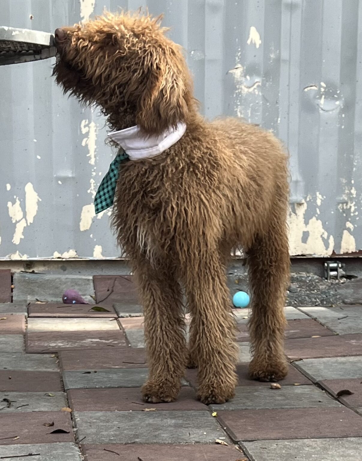 Adopted: Big Kid: Aussie Green collar Boy: Multi Generation Standard ...