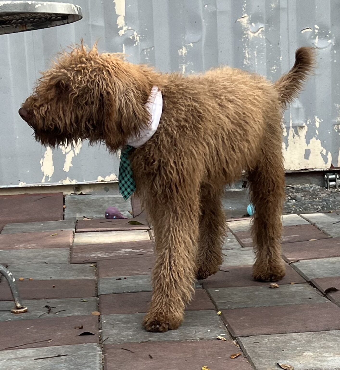 Adopted: Big Kid: Aussie Green collar Boy: Multi Generation Standard ...