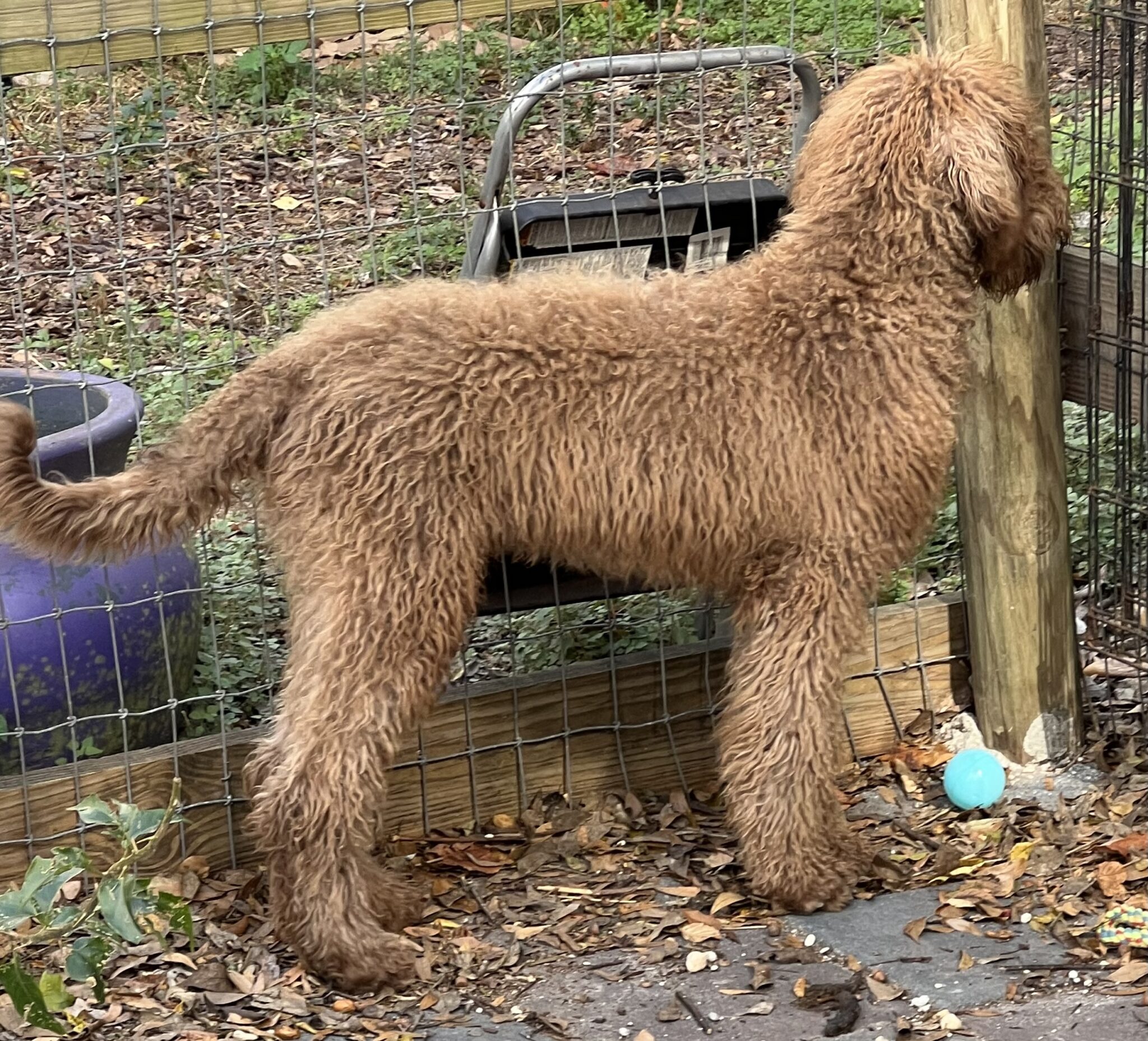 Adopted: Big Kid: Aussie Green collar Boy: Multi Generation Standard ...