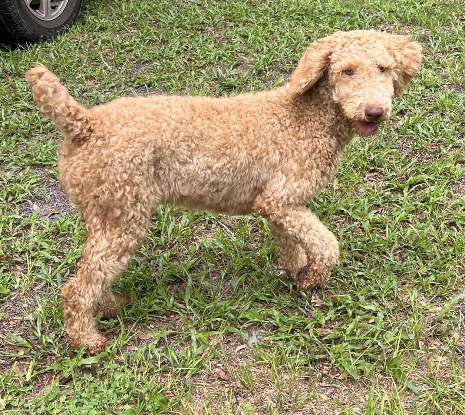 Adopted: Tigger: Ambers Orange collar Boy: Creamy White Mini/Medium ...