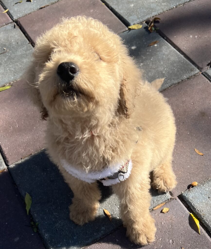 Adopted: Tigger: Ambers Orange collar Boy: Creamy White Mini/Medium ...