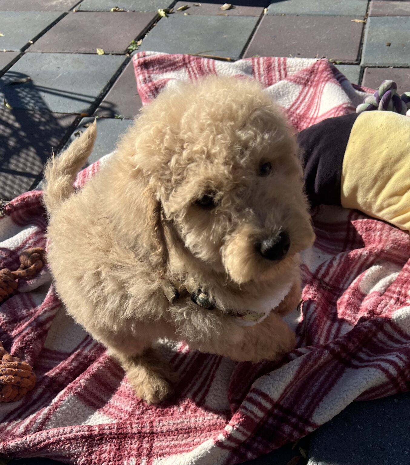 Adopted: Tigger: Ambers Orange collar Boy: Creamy White Mini/Medium ...