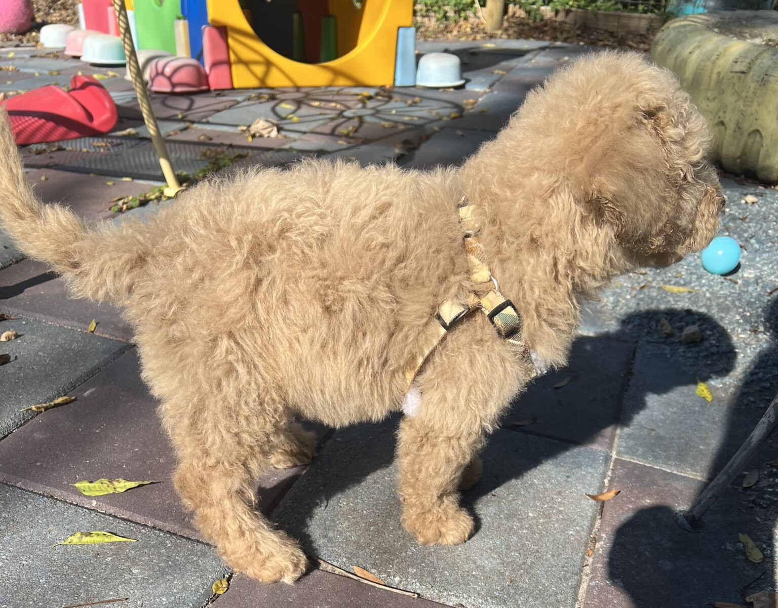 Adopted: Tigger: Ambers Orange collar Boy: Creamy White Mini/Medium ...