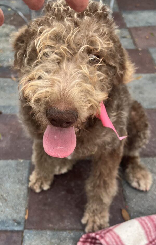 Cocoa: Multi Generation Standard Chocolate Labradoodle girl ...