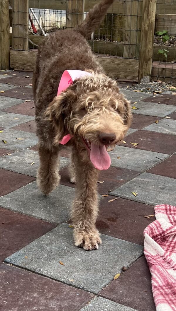 Cocoa: Multi Generation Standard Chocolate Labradoodle girl ...